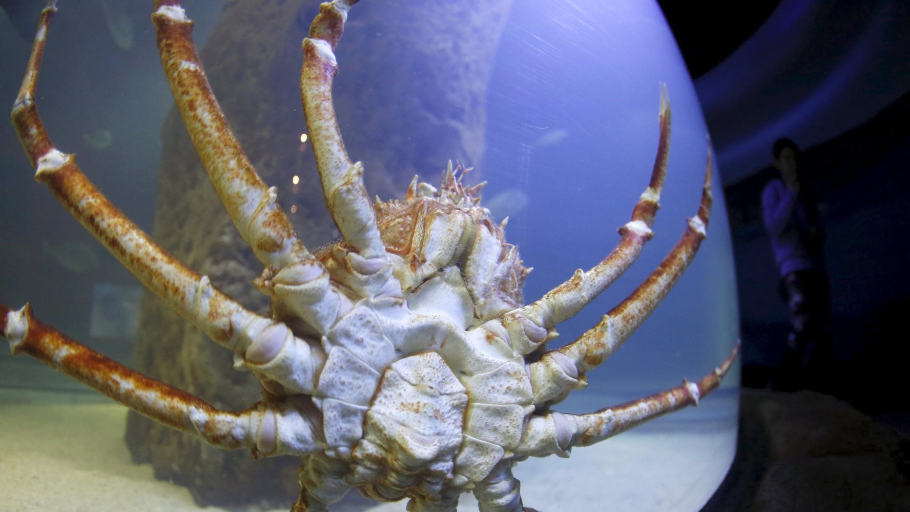 Das Herz der Seespinne ist der Darm | Kurier