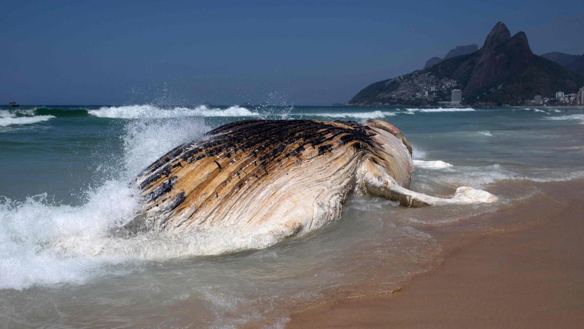 30-Tonnen-Wal am Strand in Rio de Janeiro angespült | Kurier