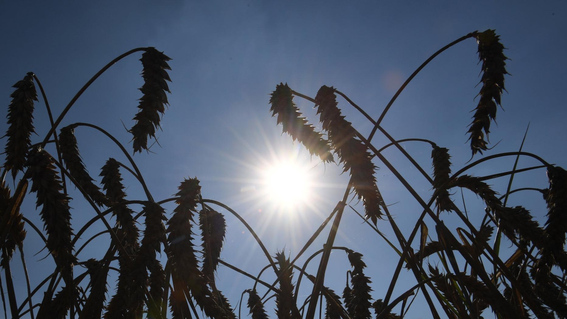 Bis zu 38 Grad: Die Hitzewelle erreicht ihren Höhepunkt | Kurier