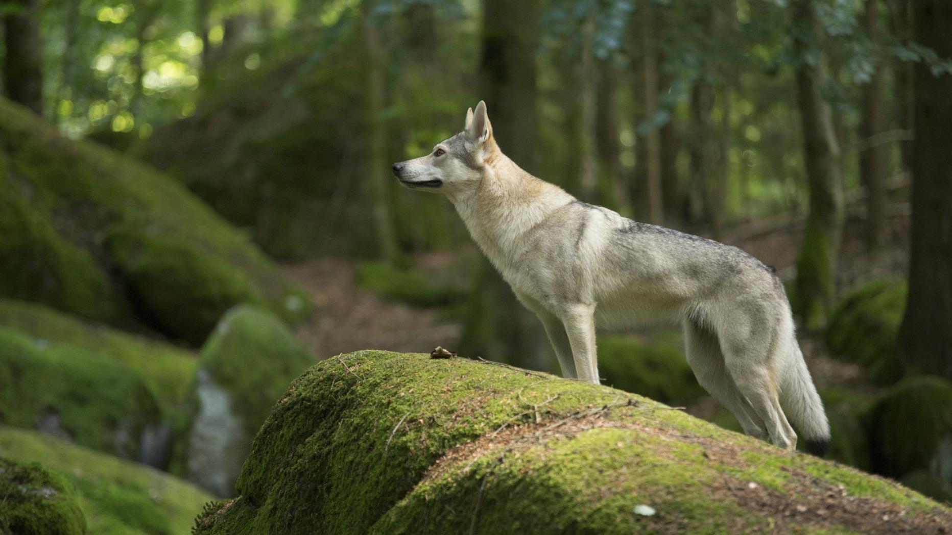 Der Wolf nähert sich Wien | Kurier