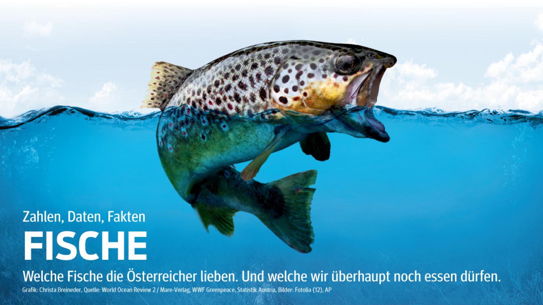 Fische in Zahlen | Kurier