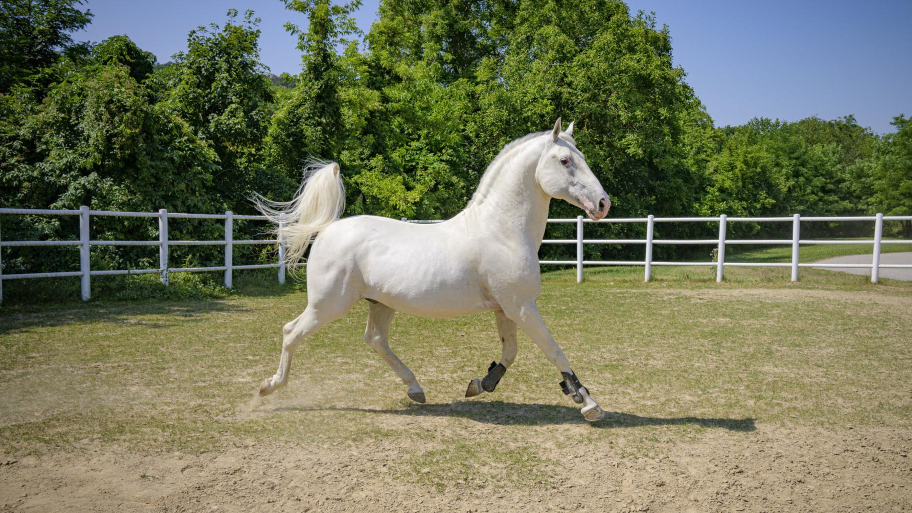 Wo die Lipizzaner ihre Sommerfrische verbringen | Kurier