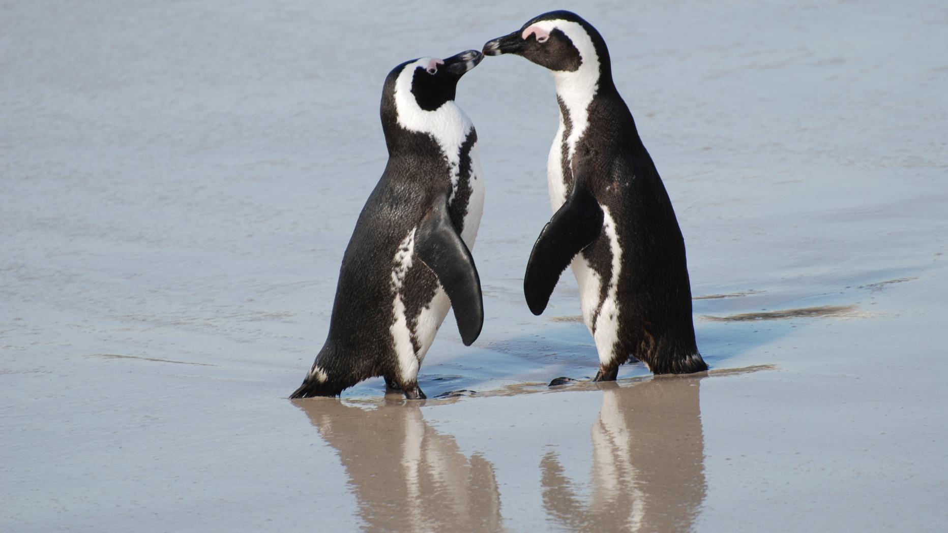 Pinguine: Frackträger auf Wanderschaft | Kurier