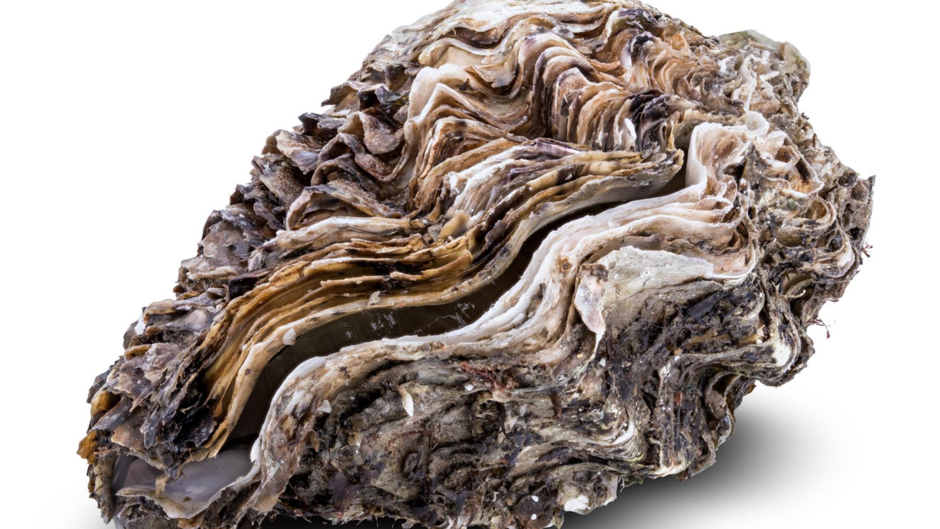 Warum die Europäische Auster aus der Nordsee verschwand | Kurier