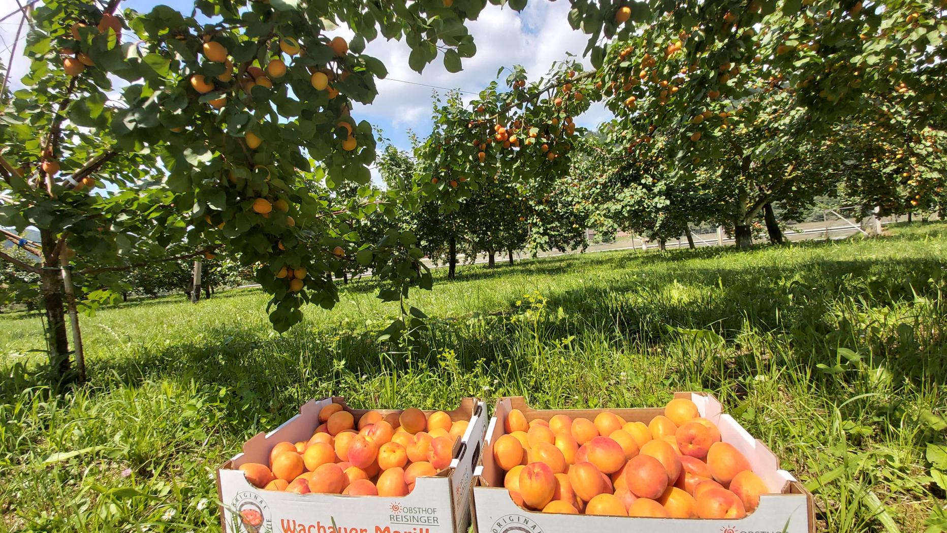 Es kommt doch auf die Sorte an | Kurier