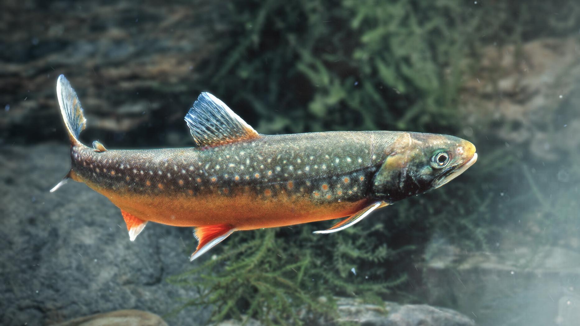 Saibling - die Delikatesse aus der letzten Eiszeit | Kurier
