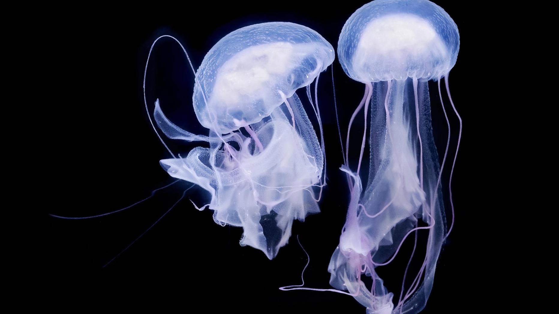 Tiergarten Schönbrunn: Zwei Quallenarten erfolgreich gezüchtet | Kurier