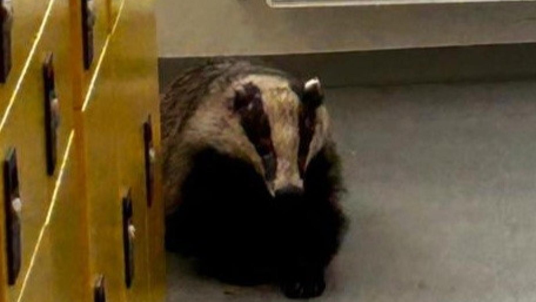 Dachs verirrte sich in Wien auf die Hietzinger Hauptstraße | Kurier