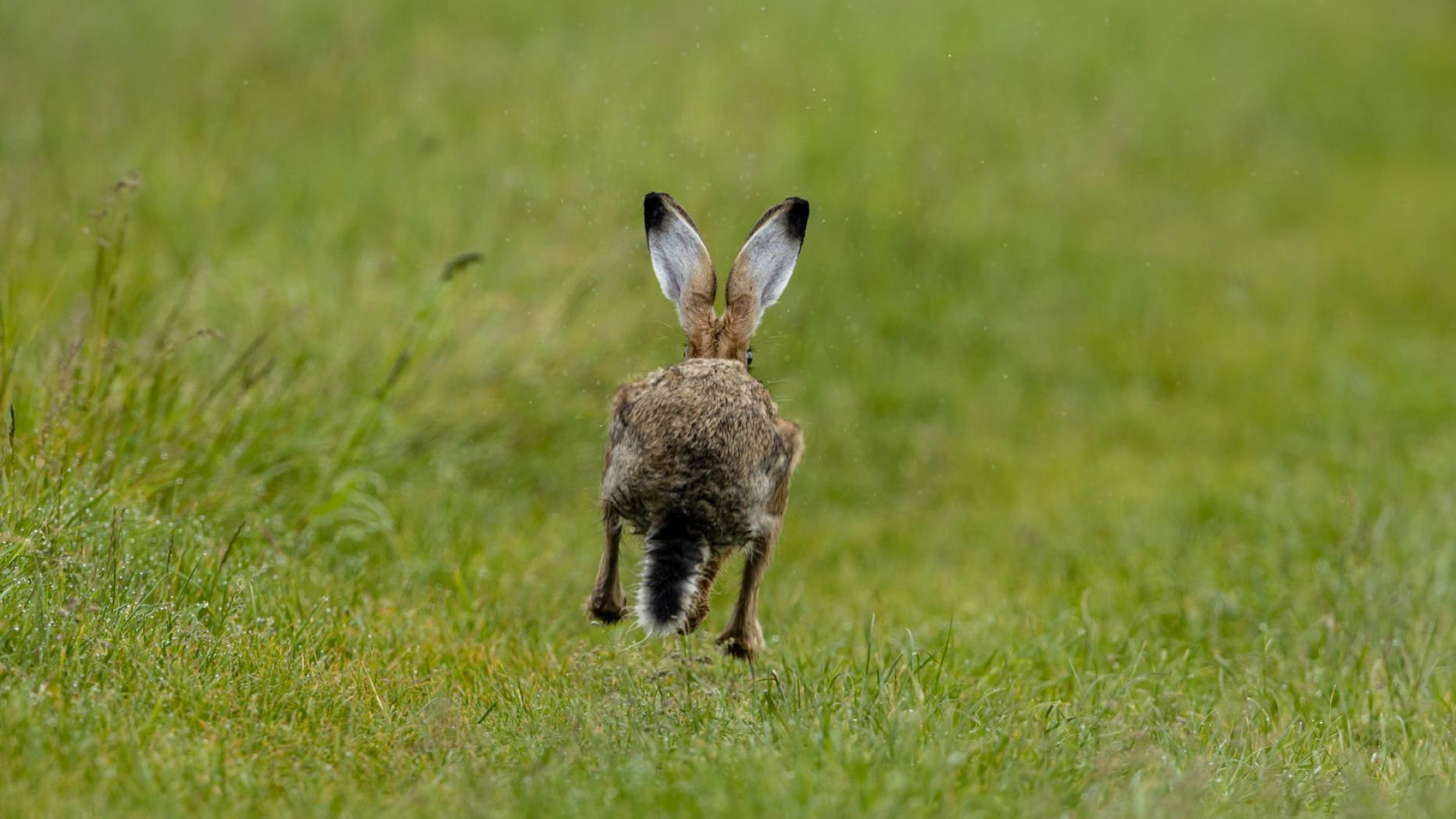 Warum es der Hase schwer hat und warum ihn der Papst verteufelte | Kurier