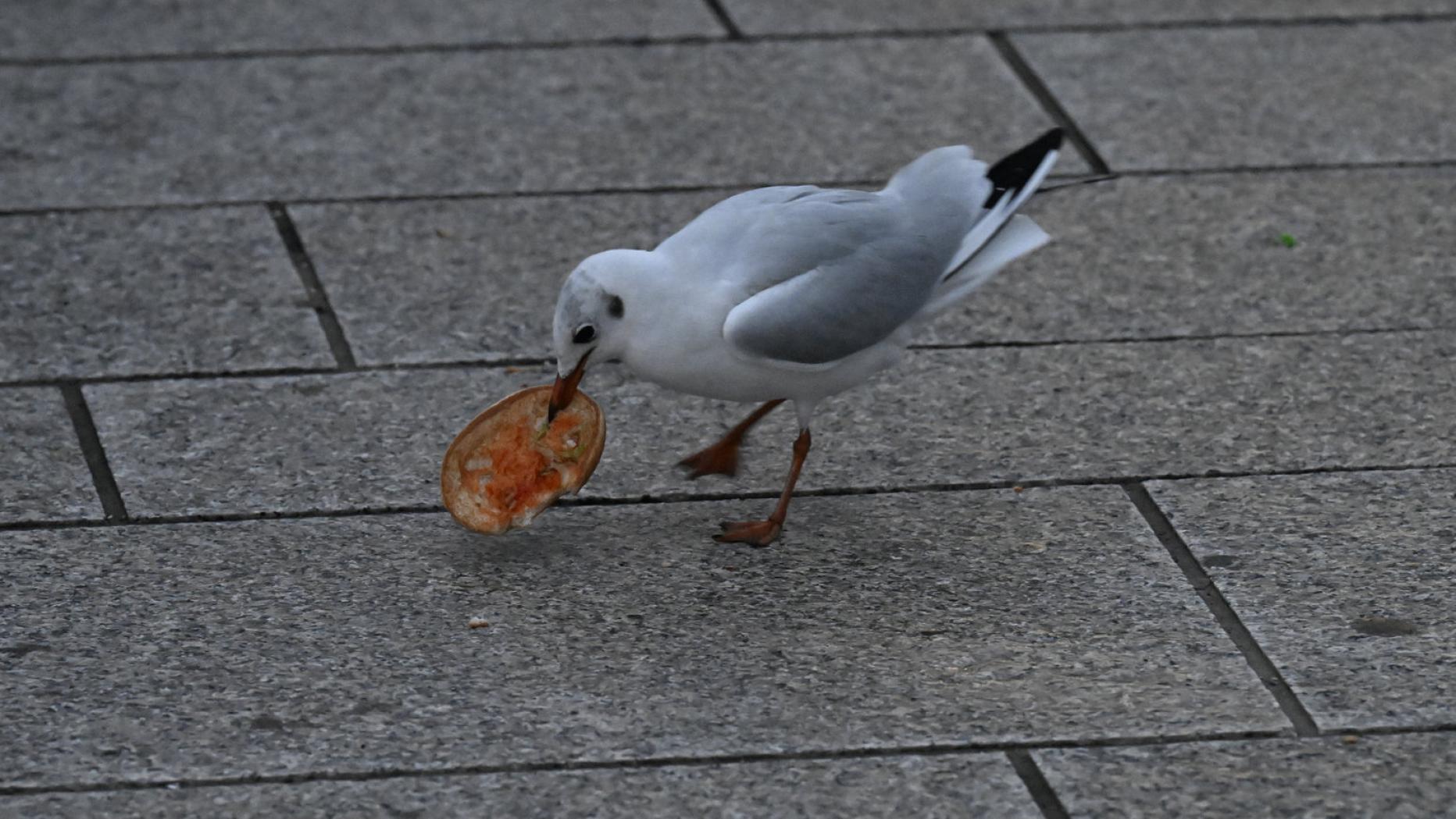 Möwen bevorzugen Snacks, die Menschen auch essen | Kurier