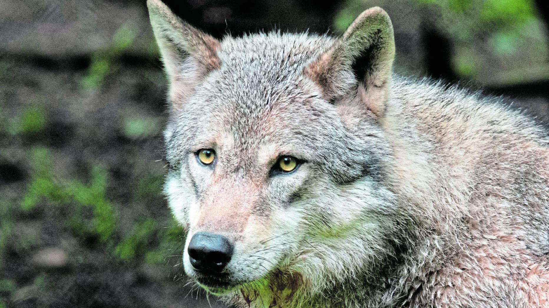 In Tirol wurde zum sechsten Mal ein Wolf zum Abschuss freigegeben