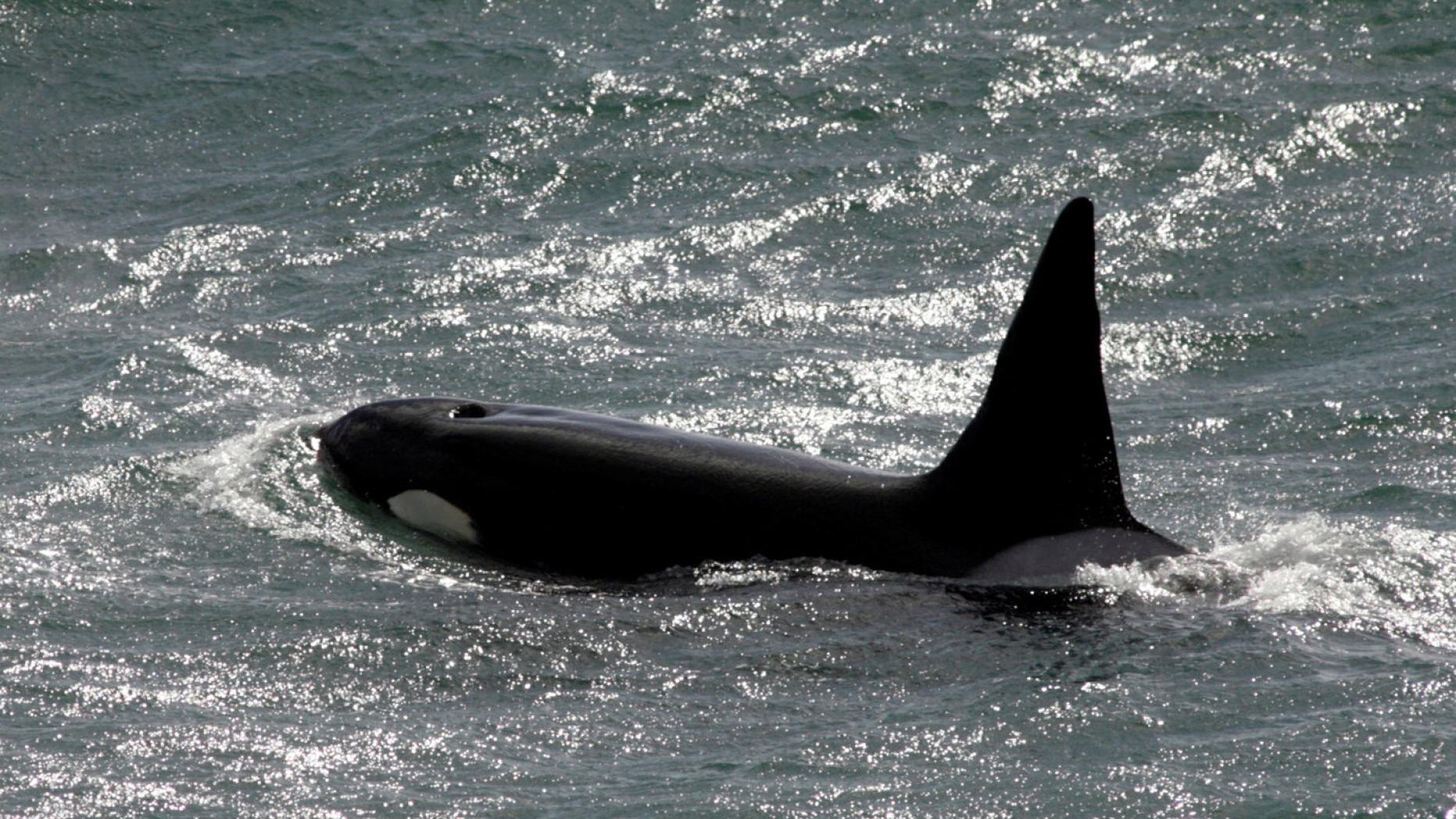 Ocean Race: Unterwasservideo zeigt Orca-Angriff auf Boot | Kurier