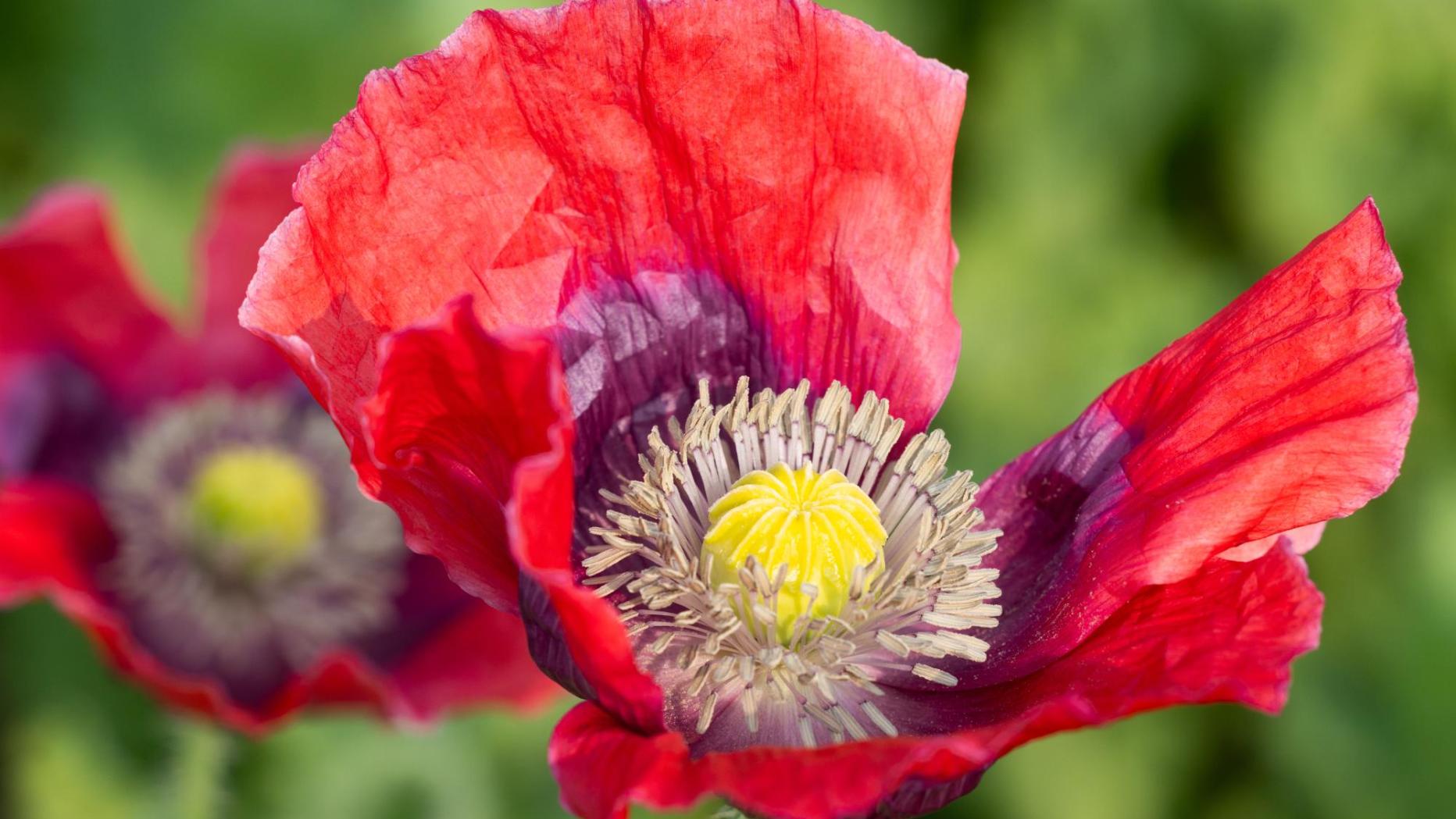 Mohn - ein heimisches Superfood aus dem Waldviertel | Kurier
