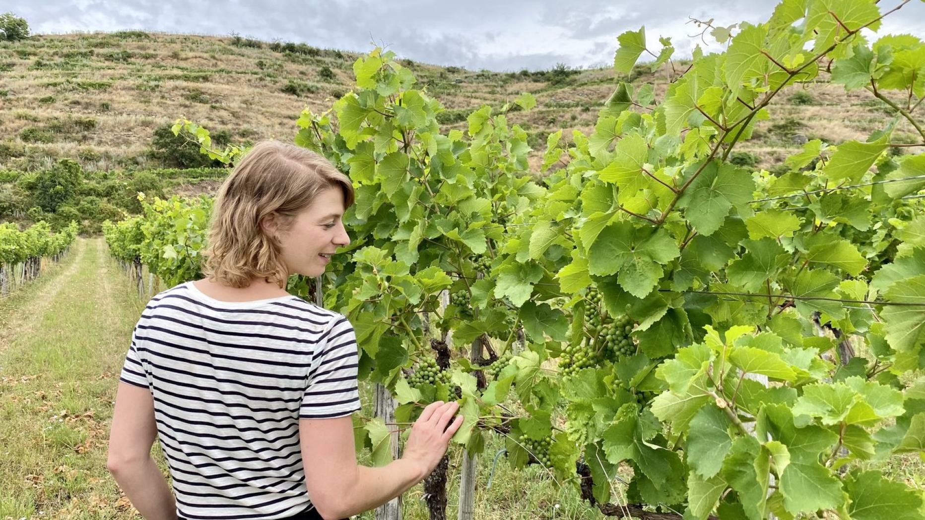 Niederösterreich: Vom Hornmist ins Weinglas