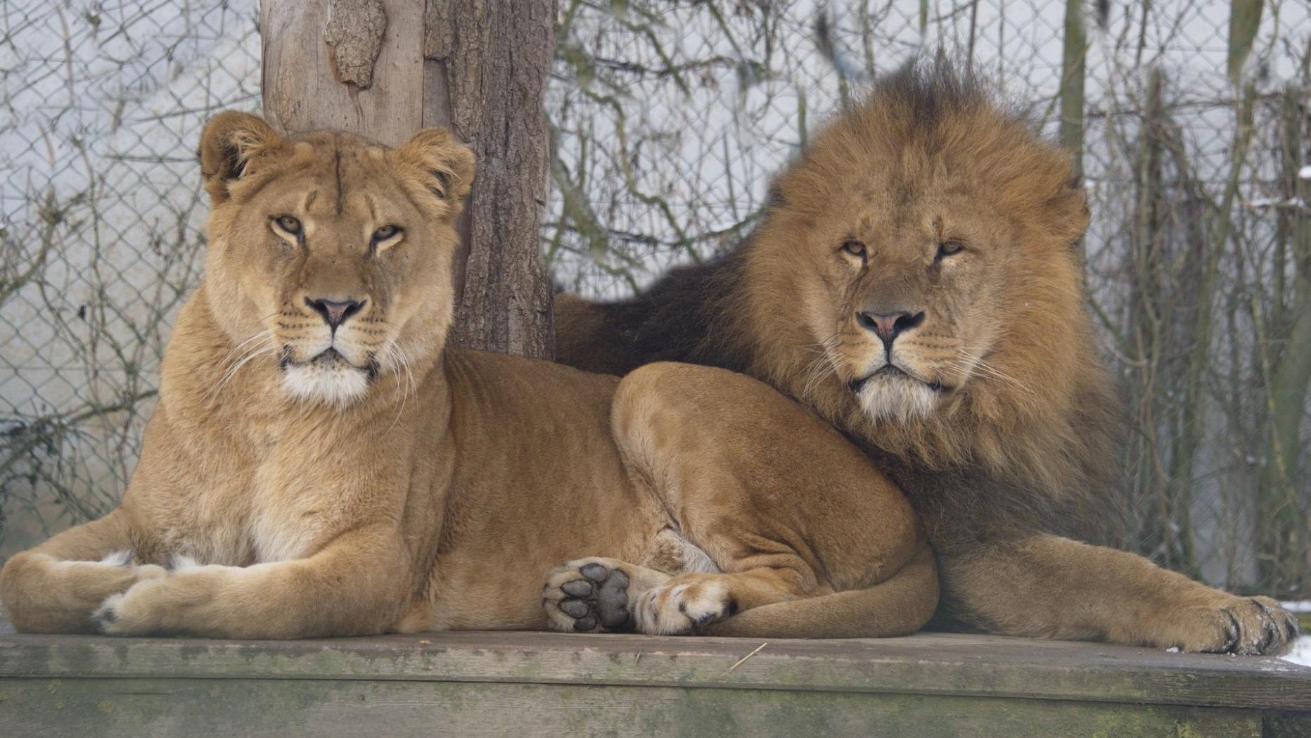 Tierisch winterlich in oberösterreichischen Zoos | Kurier