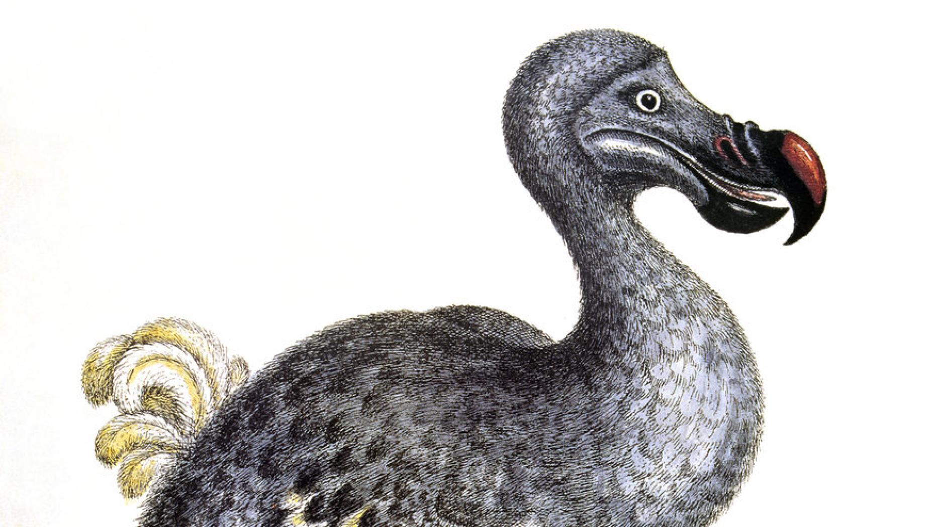 Dodo und Mammut sollen zurück aus dem Jenseits geholt werden | Kurier
