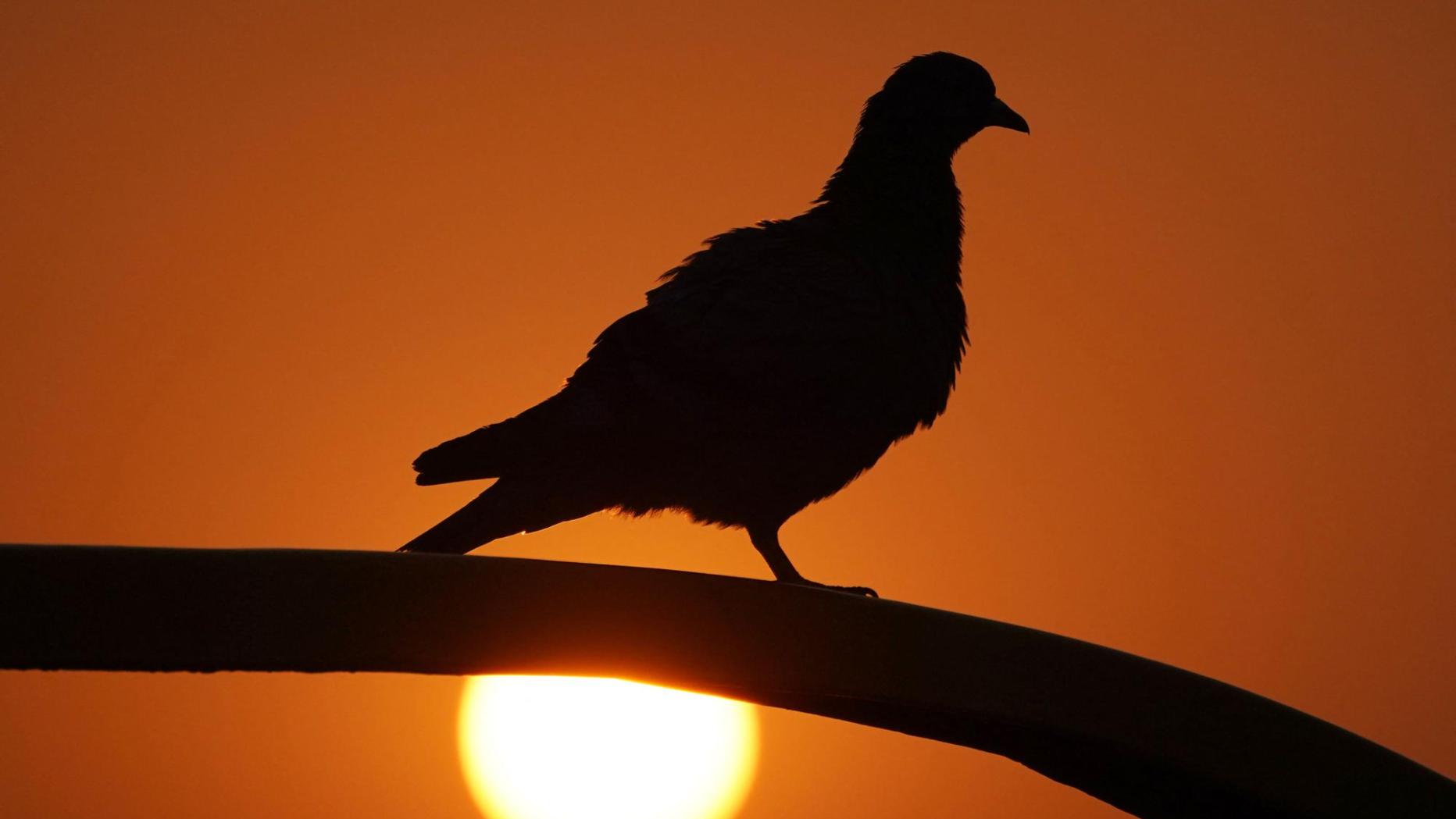 Taube als chinesischer Spion? Indien lässt Tier nach 8 Monaten frei ...