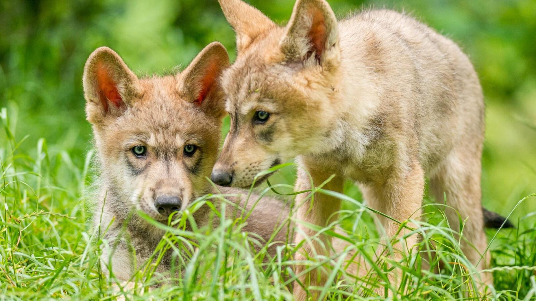 Das Wolf Science Center in Dörfles hofft auf baldigen Nachwuchs | Kurier
