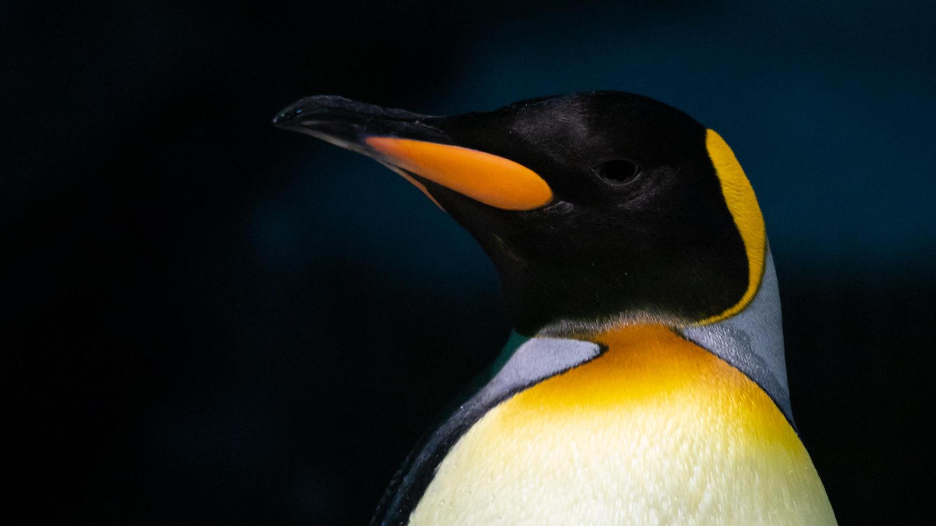 In Australien gestrandet: Pinguin Gus wieder am Weg nach Hause | Kurier