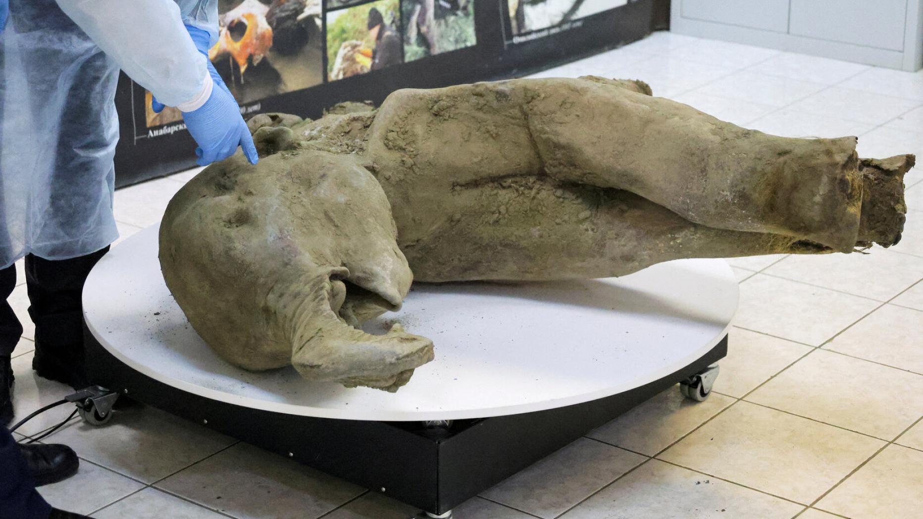 Fast vollständig erhaltenes Baby-Mammut in Sibirien entdeckt | Kurier