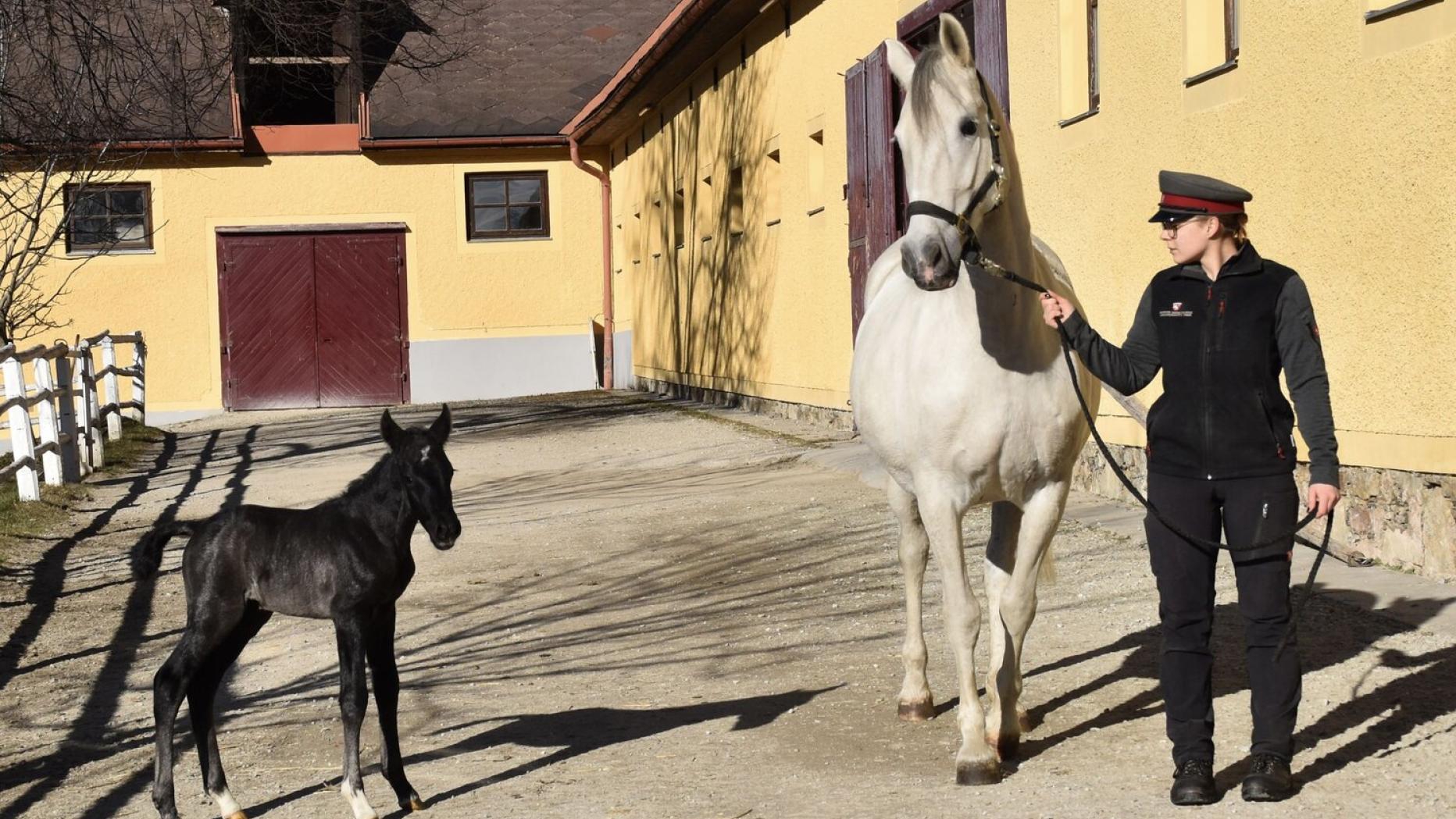 Geburt im Gestüt Piber: Das erste Lipizzanerfohlen des Jahres ist da