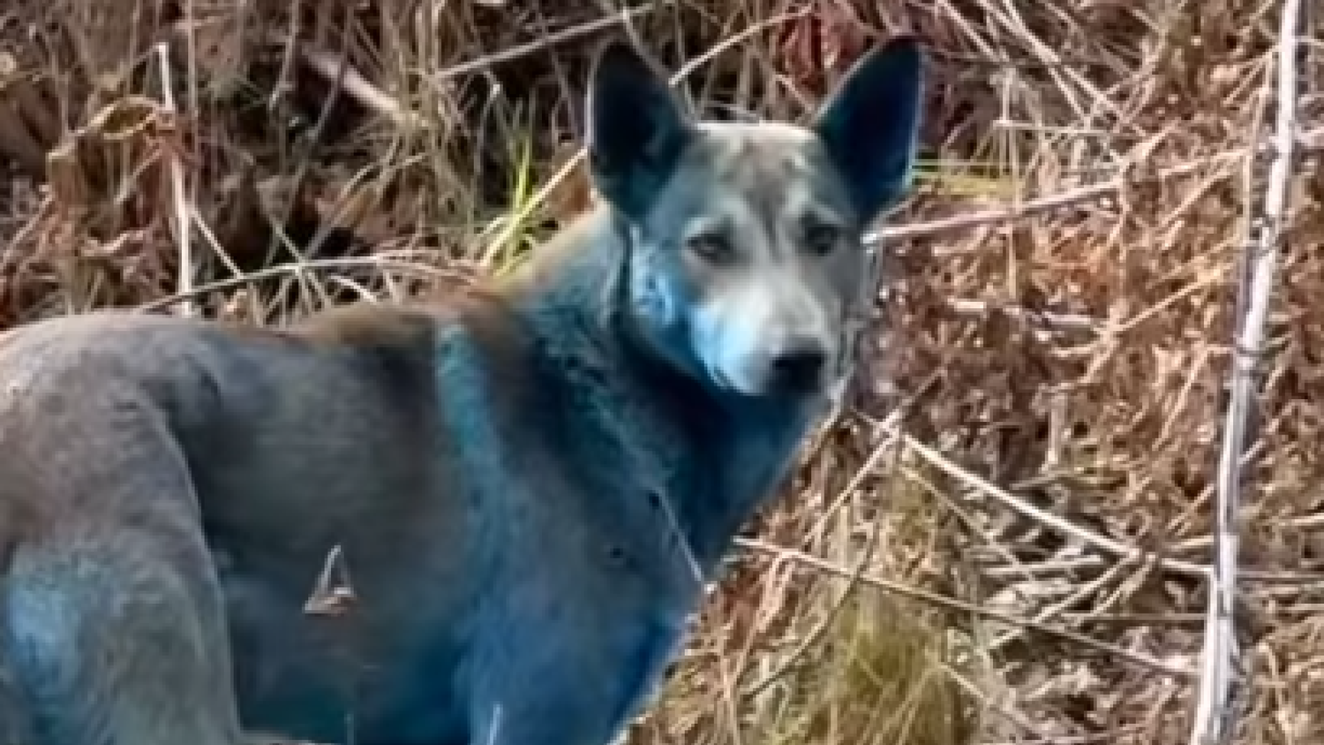 Blaue Hunde in Tschernobyl-Sperrzone: Geheimnis gelüftet | Kurier