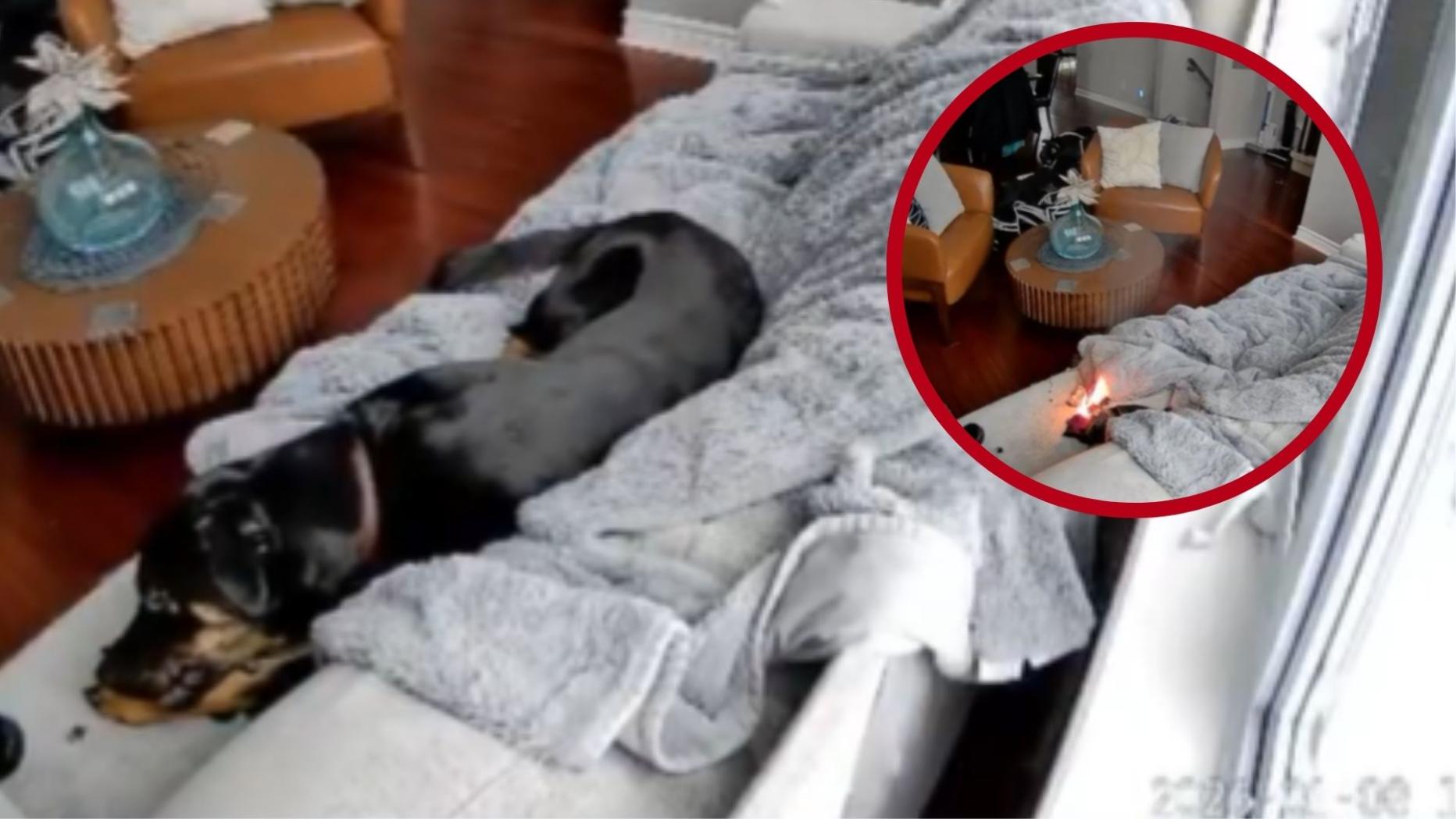 Haus in Flammen: Hund kaut auf Handschuh und löst Brand aus | Kurier