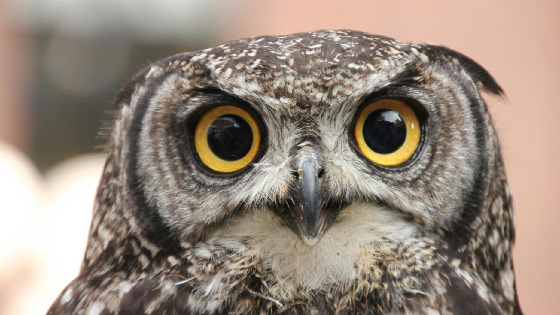 "Owl Impression"-Trend: So klingen Trump, Kardashians & Co. als Eule ...