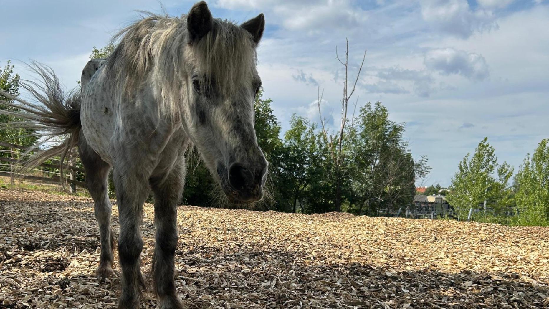 41 Jahre Grelli: Senior-Pony feiert mit Karottentorte | Kurier