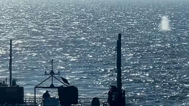 Wo ist Wal "Timmy"? Zustand unklar, Vorwürfe gegen Schiffs-Crew | Kurier