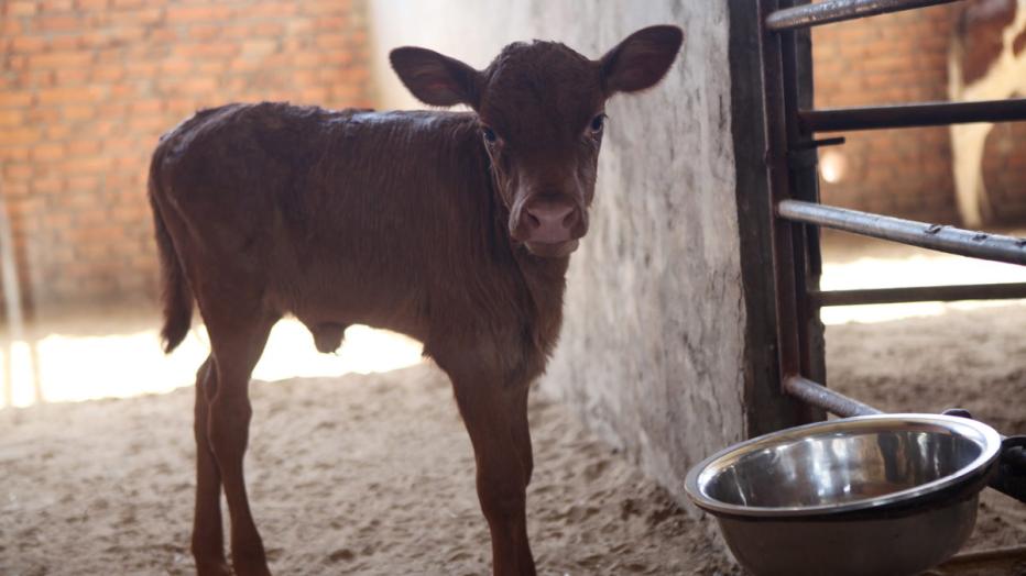 China baut an weltgrößter Klon-Fabrik | Kurier