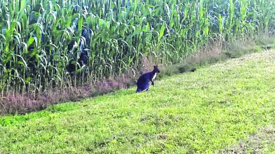 No Kangaroos in Austria? Känguru im Mühlviertel gesichtet | Kurier