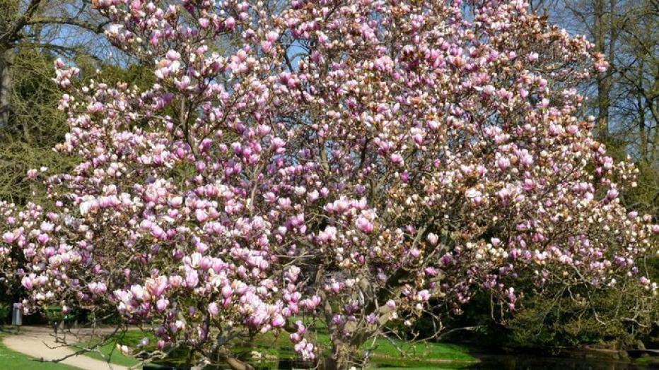 Tipp von der Gärtnerin: So kann die Magnolie wieder blühen