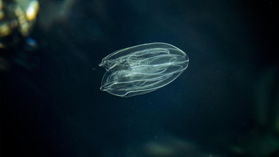 Welche Qualle sich gerade im Mittelmeer ausbreitet - und wie gefährlich ...