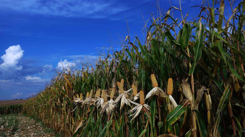 Zufallsfund in NÖ: Klimawandel bringt Giftpilz auf Maisfelder | Kurier