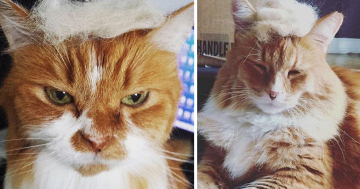 Katzen als Trump-Lookalikes | Kurier