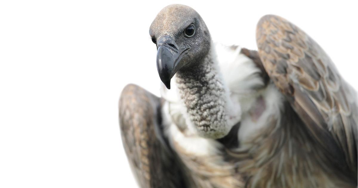 Der Pleitegeier findet weniger Futter in Europa | Kurier