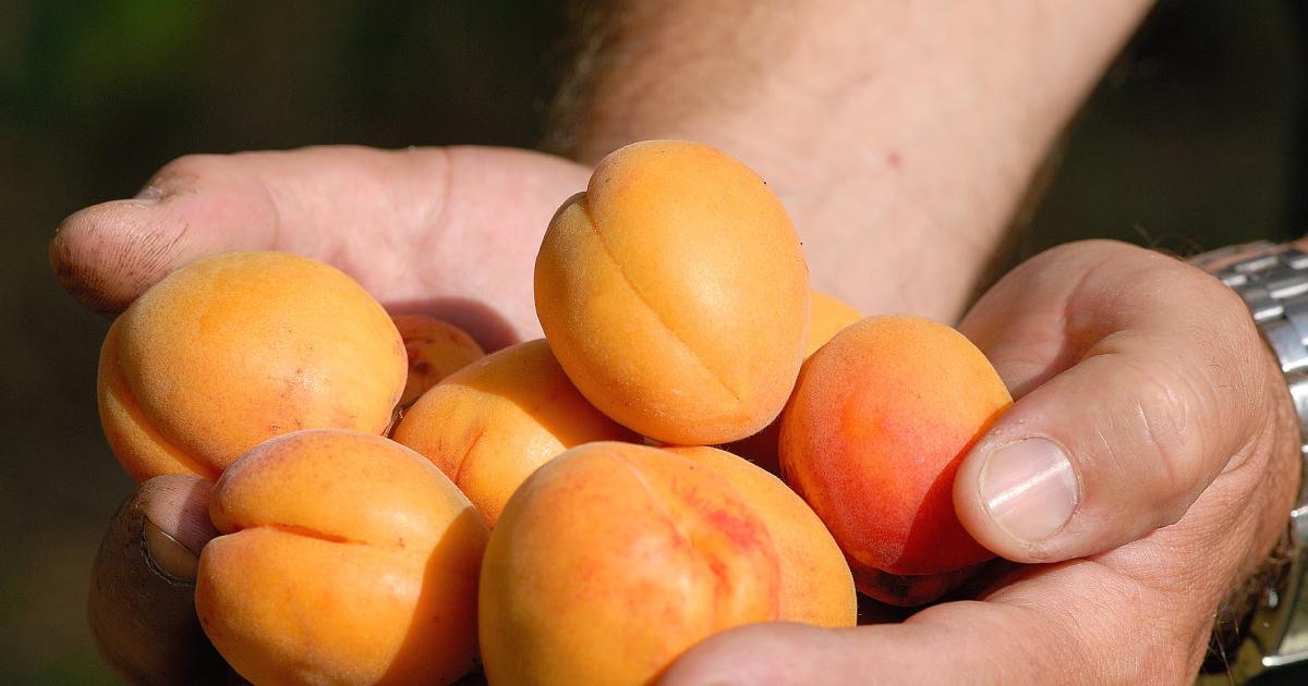 Marillen: In Niederösterreich wird bereits geerntet | Kurier