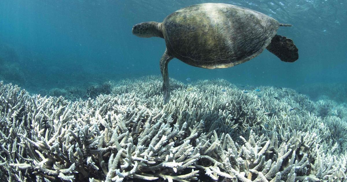 Das Great Barrier Reef verliert seine Farbenpracht | Kurier