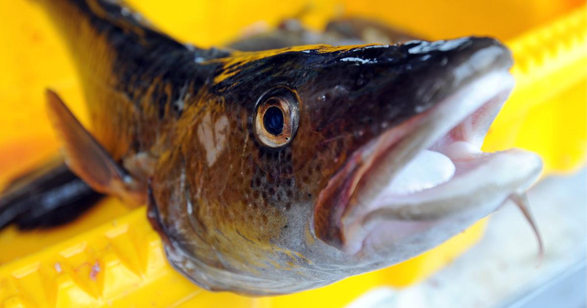 Hofer fragt die Fisch-Expertin | kurier.at