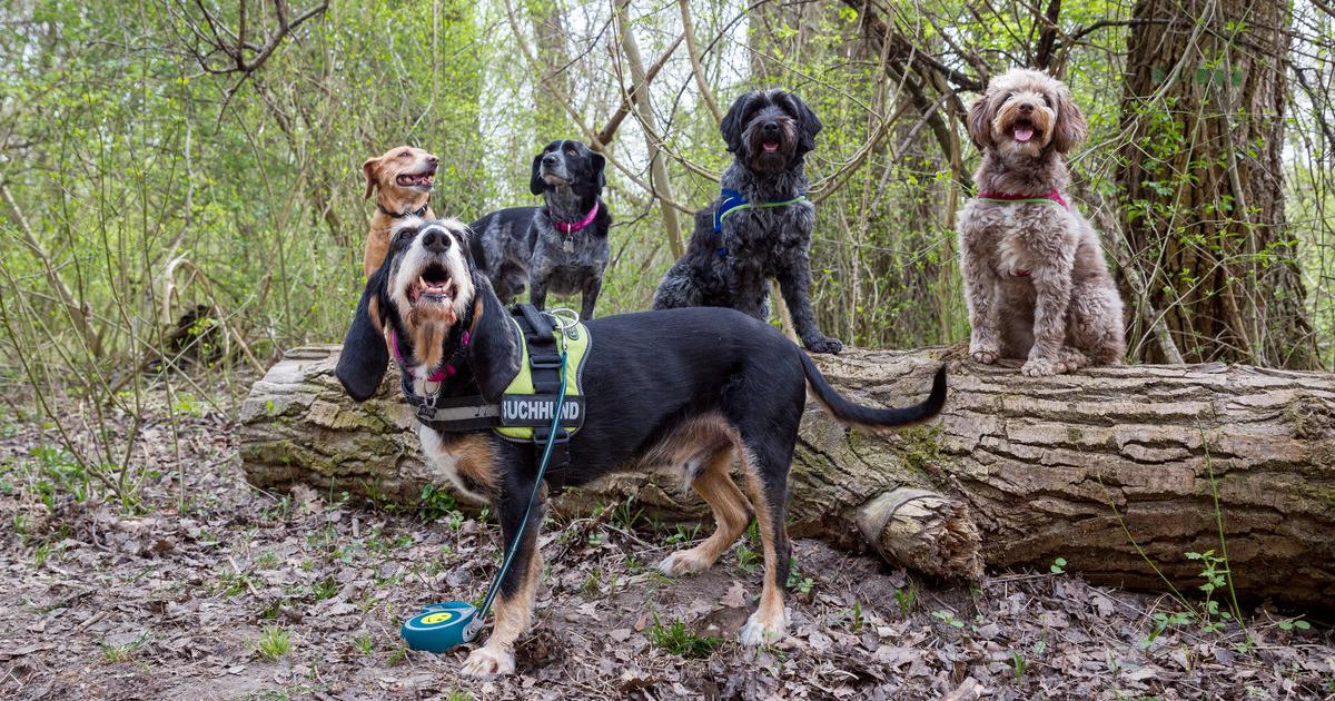 Wo der Wolf zum Wuff wurde | Kurier