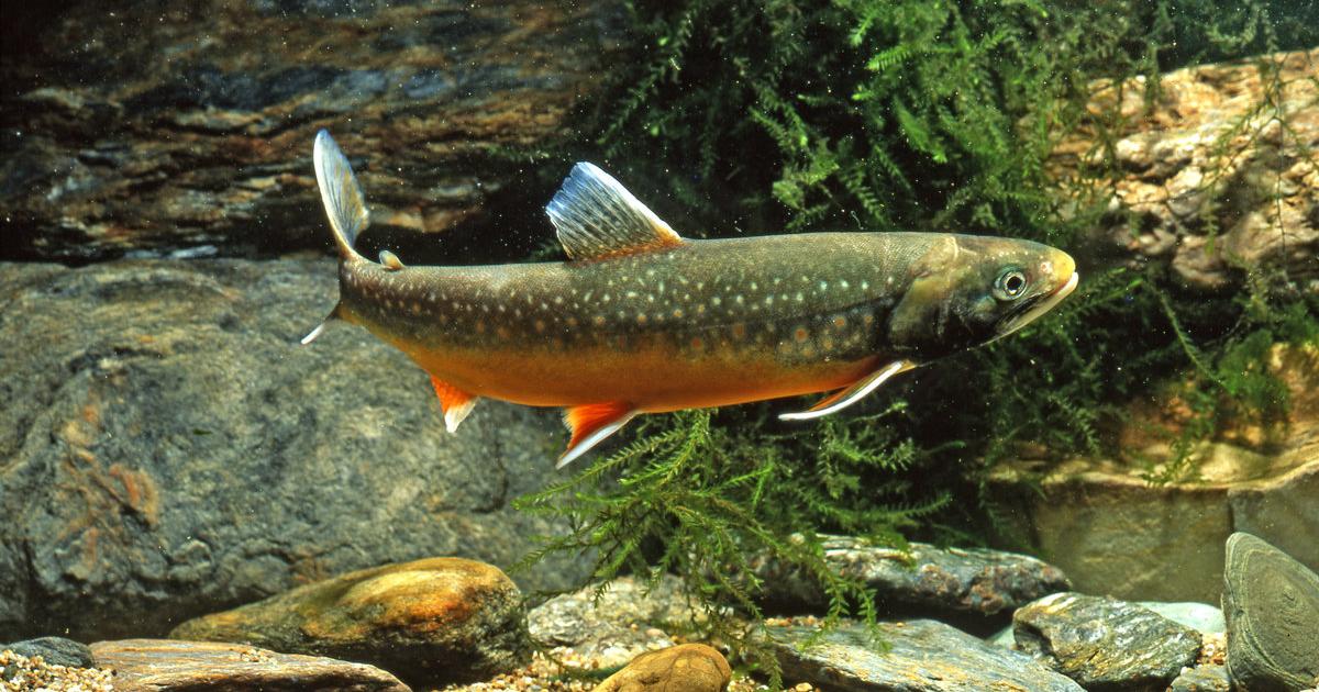 Seesaibling ist Fisch des Jahres 2017 | Kurier