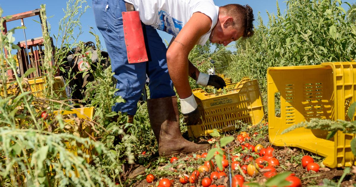 Zu Besuch am Bio-Feld