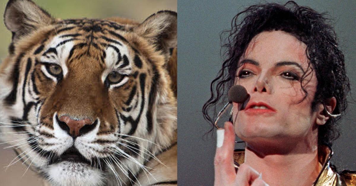 Jacksons Tiger "Thriller" ist tot | Kurier