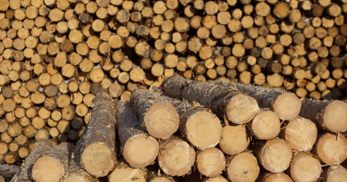 Holzriese Schweighofer schloss 79 Lieferanten aus | Kurier