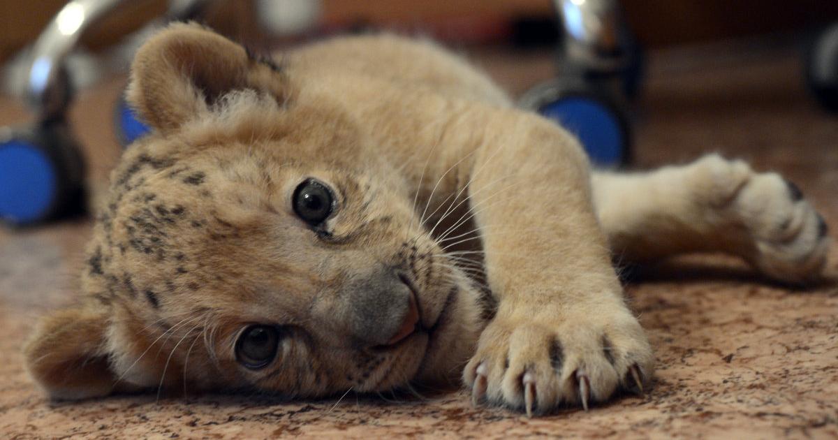 Erster "Liliger" der Welt geboren | Kurier