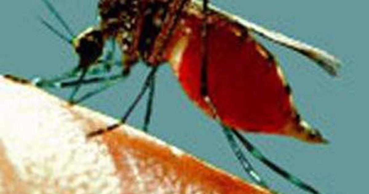 Neuer Blutsauger: "Super-Gelse" im Anflug | Kurier