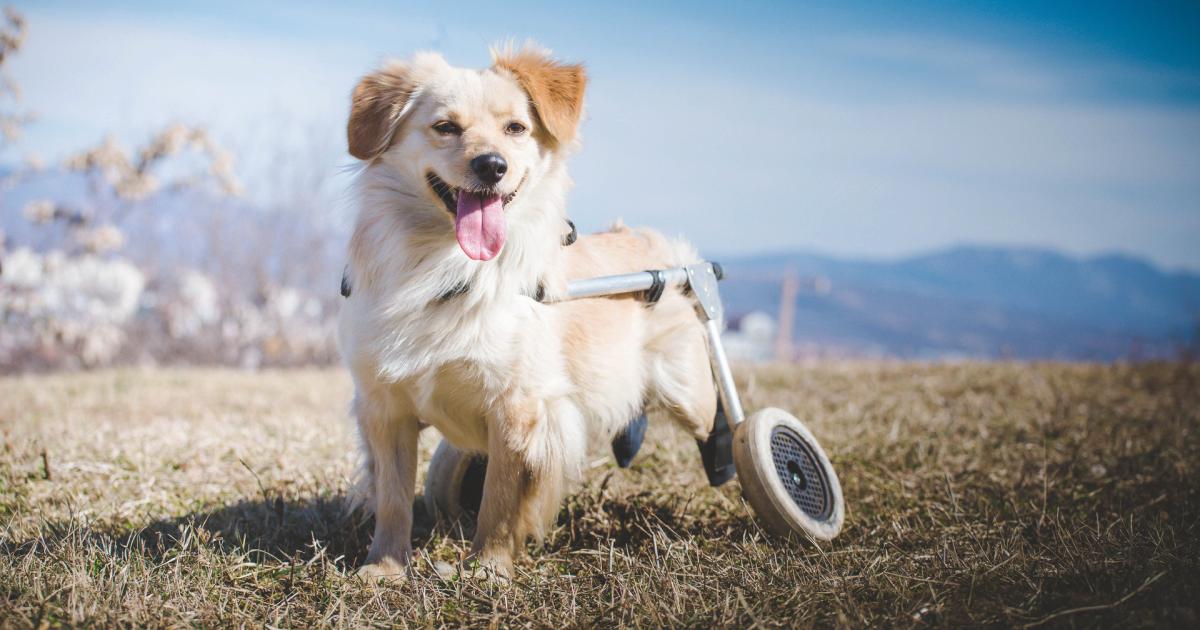 Haustiere mit Handicap: Ein erfülltes Leben trotz Behinderung | Kurier