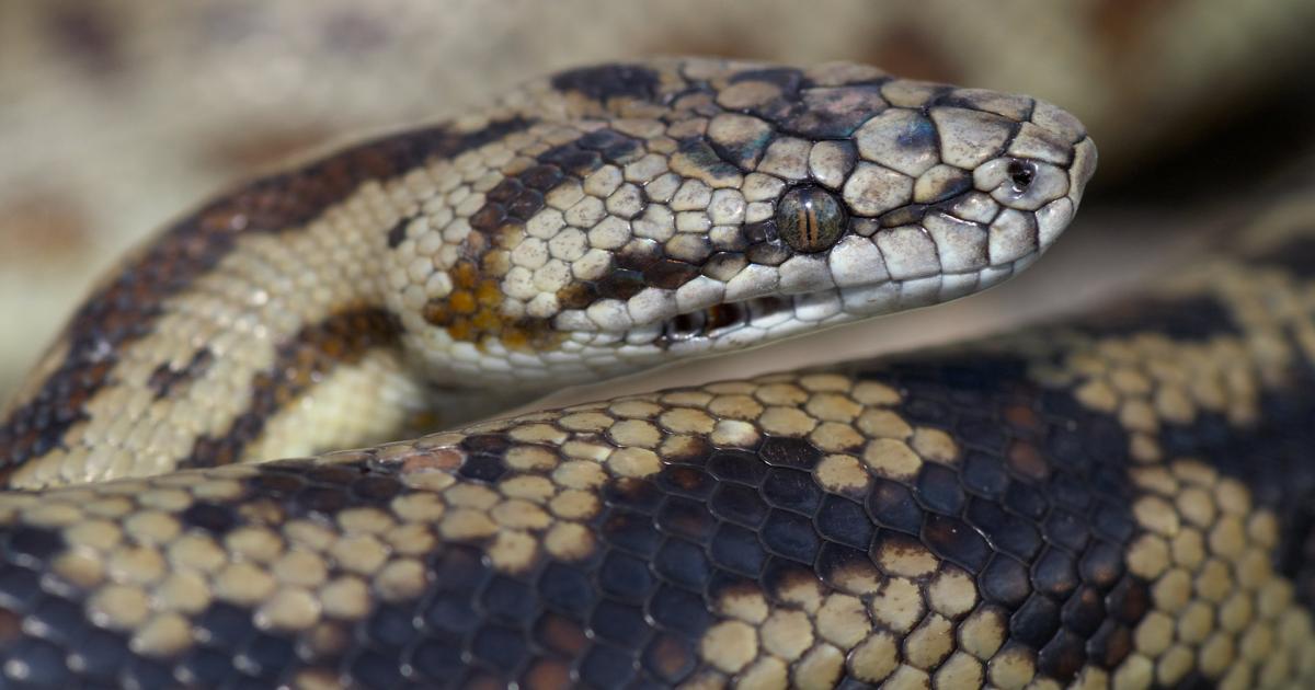Australien: Automechaniker von Python überrascht | Kurier