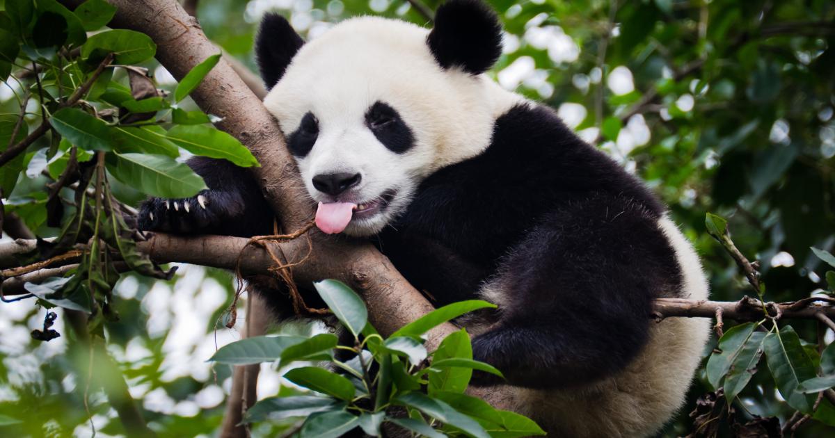 Großes Geschäft: Klopapier aus Panda-Kot | Kurier
